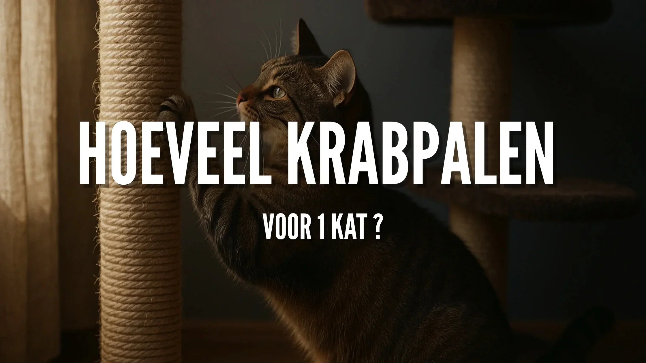 Hoeveel krabpalen voor 1 kat ? | Mijn Krabpaal